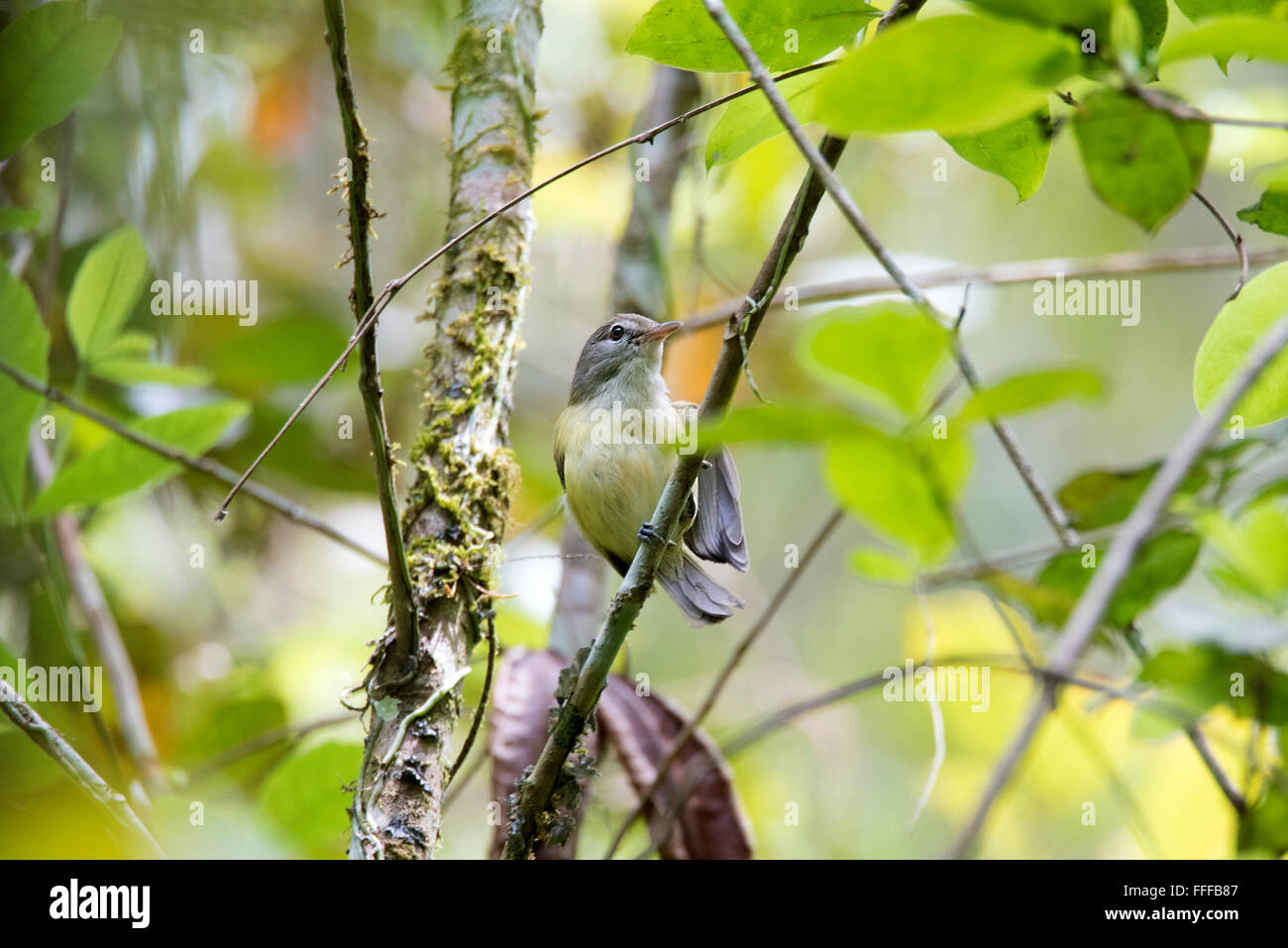 Puerto Rican Flycatcher Stock Photo - Alamy