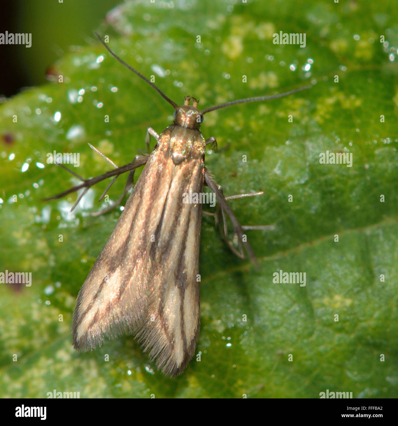 Schreckensteinia festaliella micro moth. A moth in the family ...