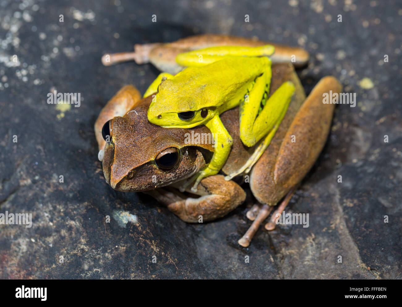 Frog in the wild australia hi-res stock photography and images - Alamy