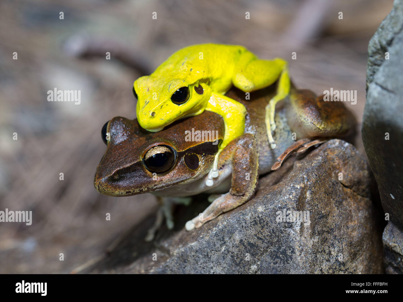Male and female Stony Creek Frog (Litoria wilcoxii) in amplexus ...