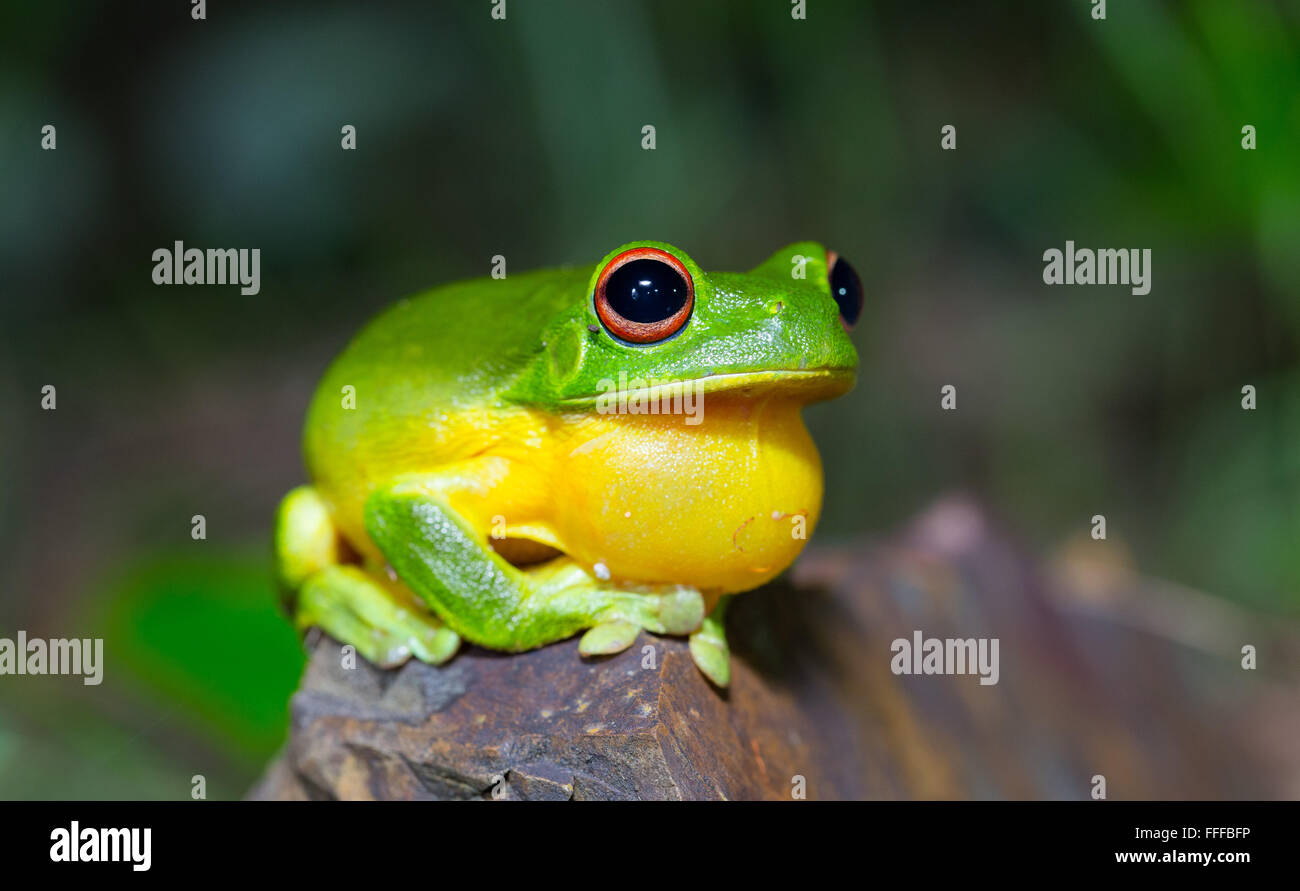 Australian Red-eyed tree frog (Litoria chloris), also known as Orange ...