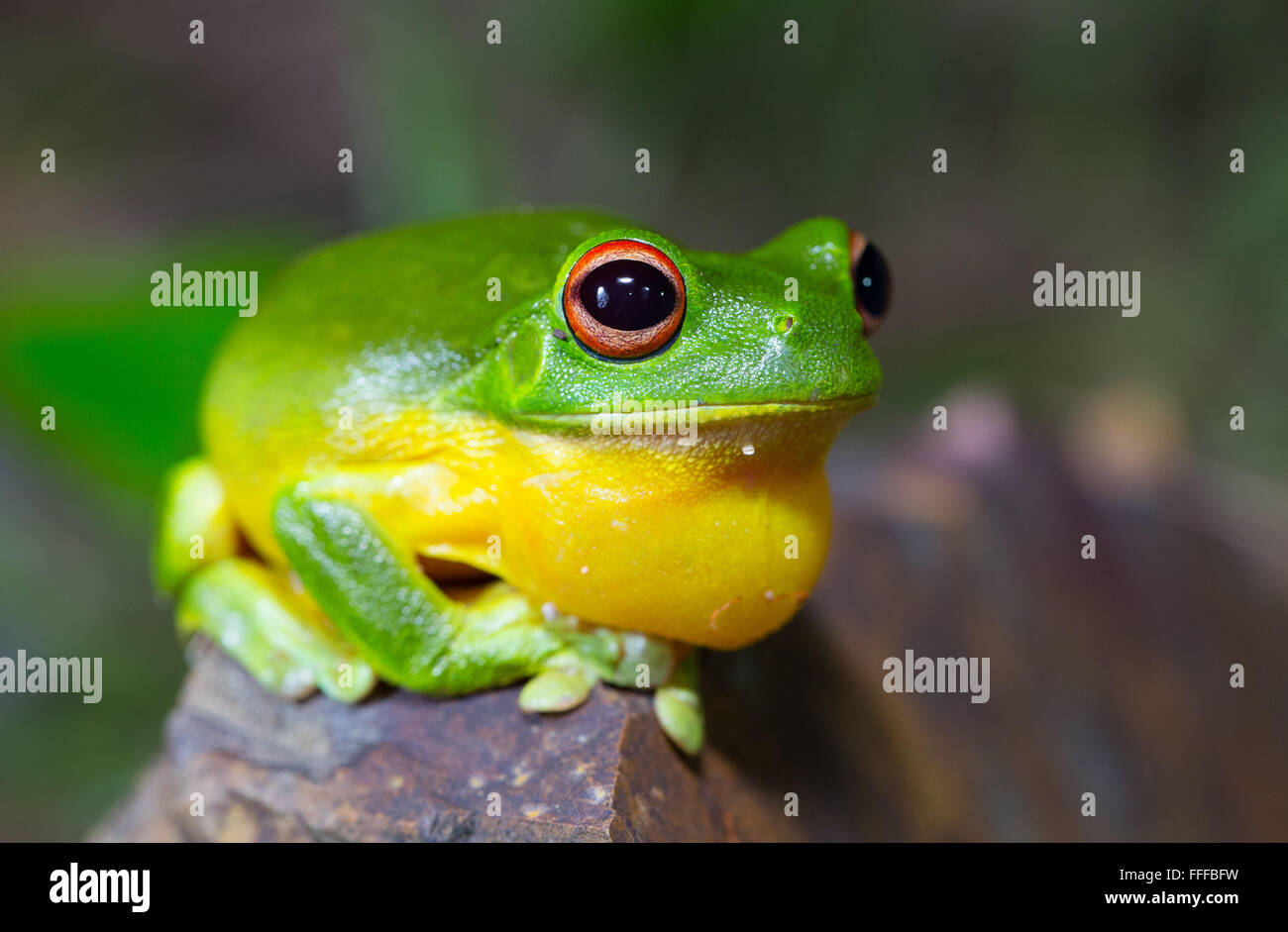 Throat sac hi-res stock photography and images - Alamy