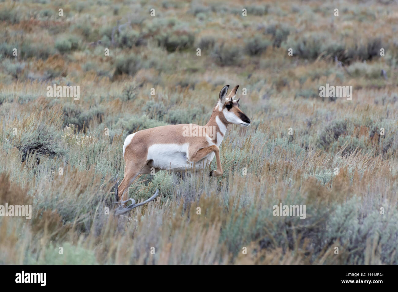 Pronghorn (Antilocapra americana Stock Photo - Alamy