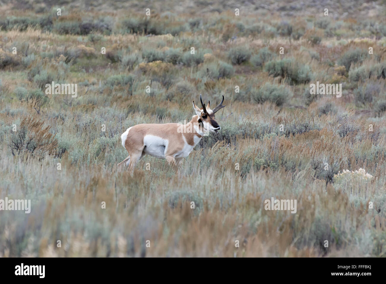 Pronghorn (Antilocapra americana Stock Photo - Alamy