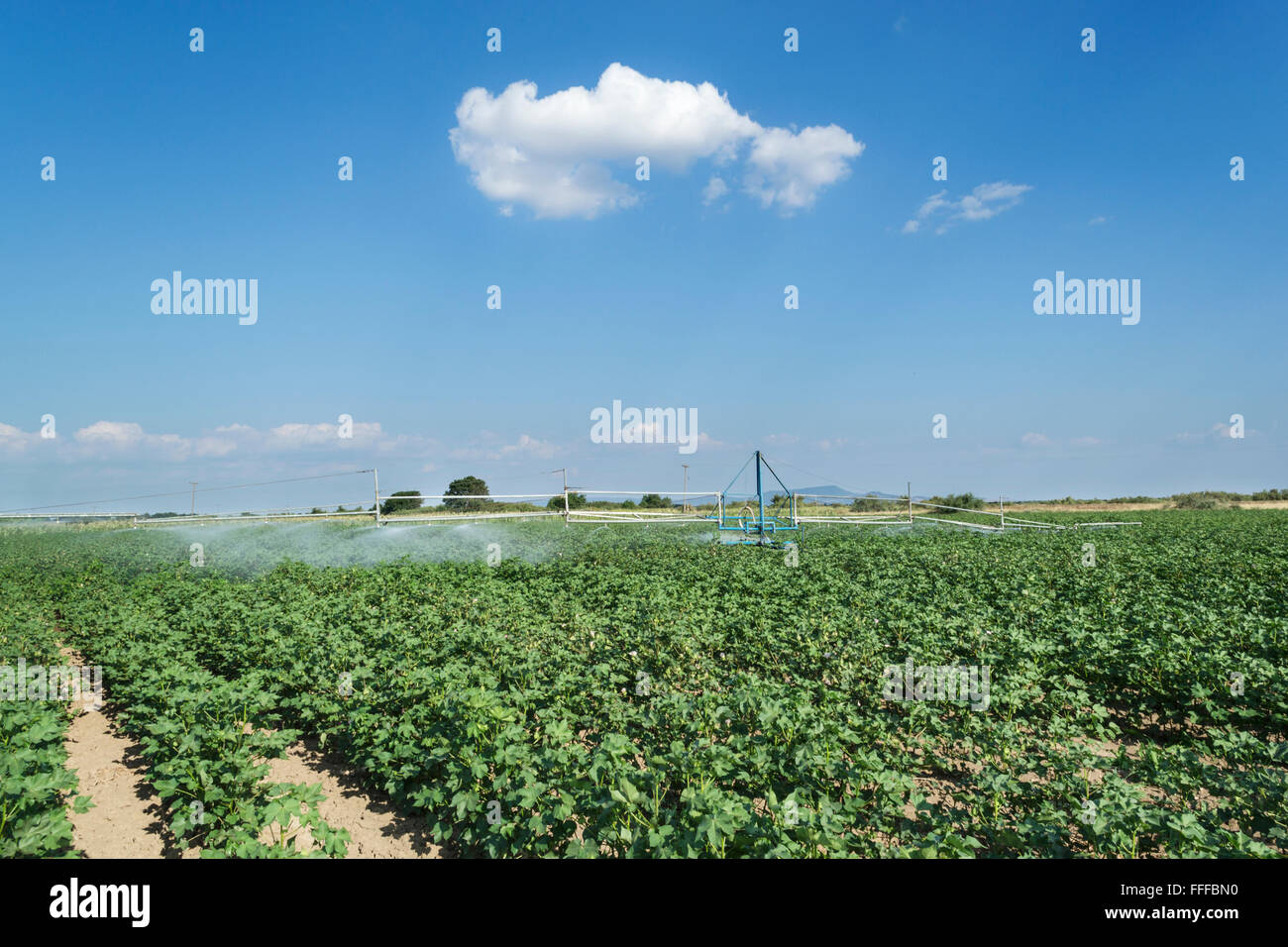 irrigation system over a ripe cotton field Stock Photo - Alamy