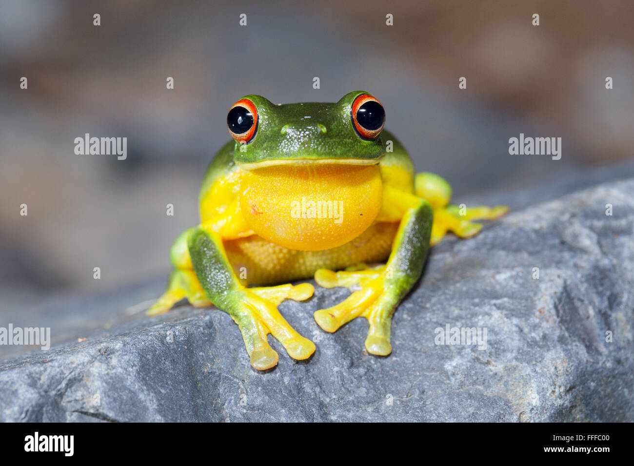 Frog hi-res stock photography and images - Alamy
