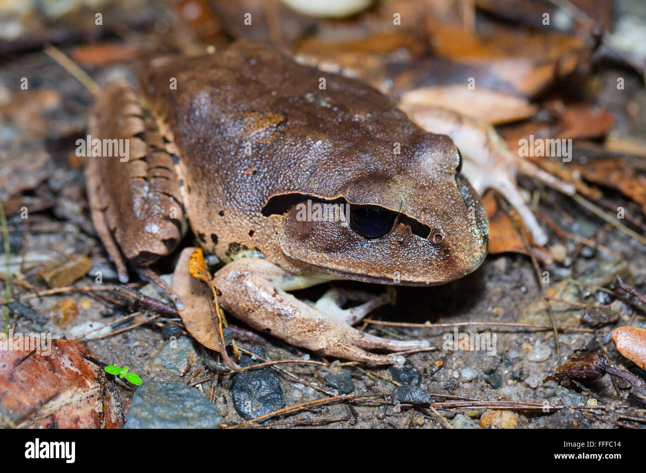 Great Barred Frog (Mixophyes fasciolatus) in leaf litter, northern NSW ...