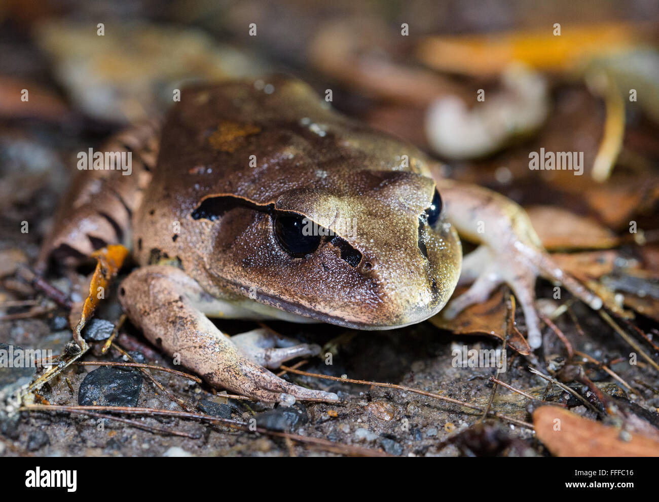 Great Barred Frog (Mixophyes fasciolatus) in leaf litter, northern NSW ...