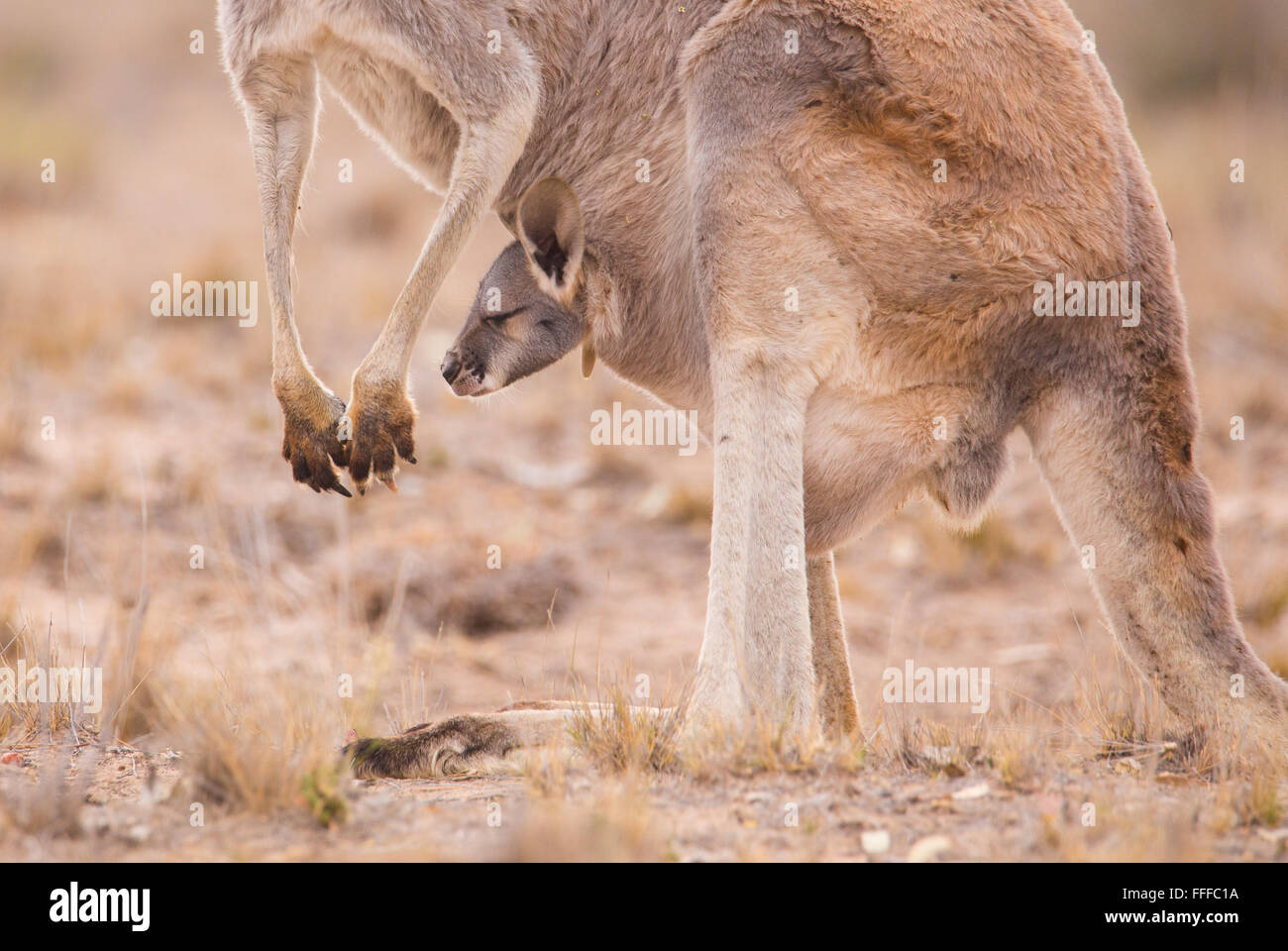 Female Red Kangaroo (Macropus rufus) with young joey in pouch, outback ...