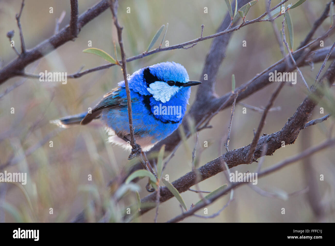 Male Splendid Fairywren (Malurus splendens) in outback Queensland ...
