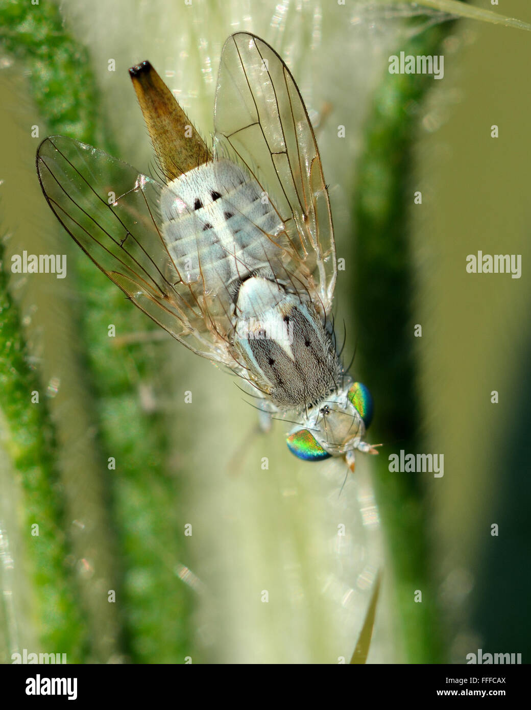 Female thistle gall fly (Terellia serratulae). A grey fly with amazing ...