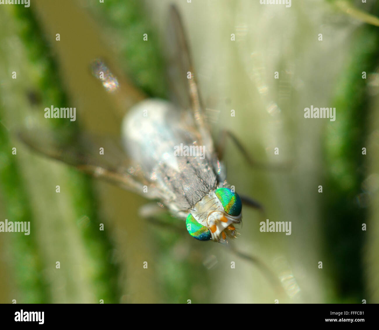Female thistle gall fly (Terellia serratulae) detail of compound eyes ...