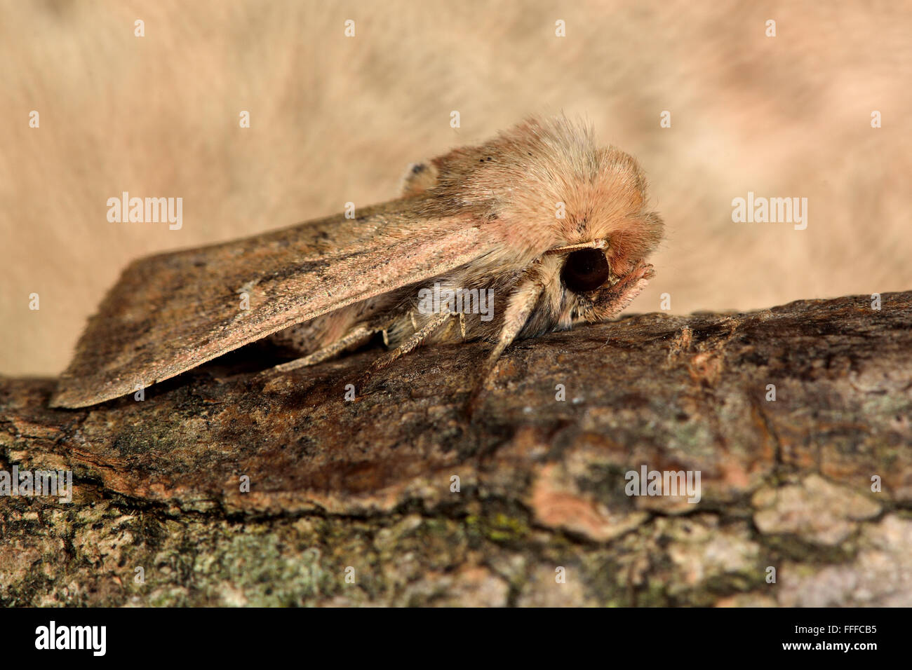 The clay moth (Mythimna ferrago). A moth in the family Noctuidae, seen ...