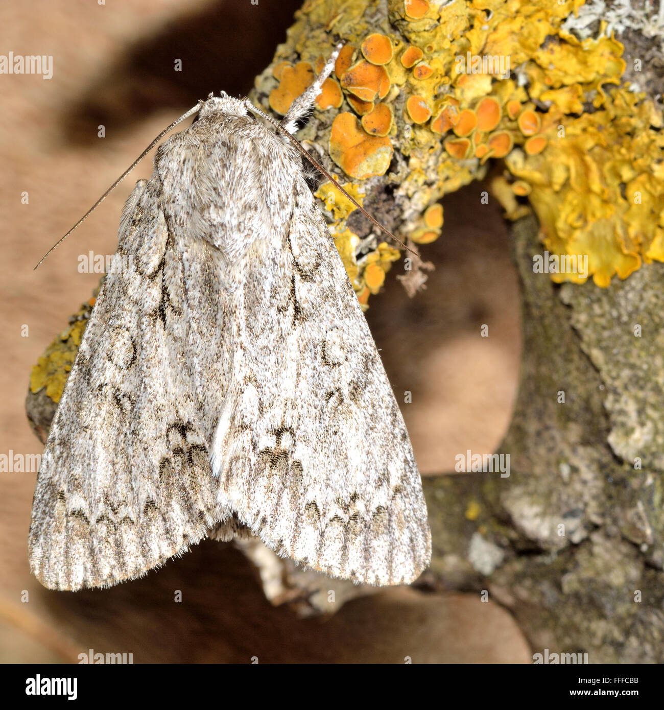 The sycamore moth (Acronicta aceris). A beautiful grey moth in the ...