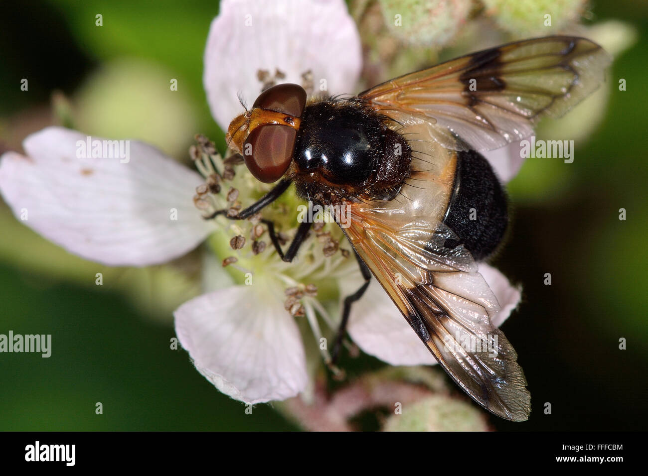 Pellucid fly (Volucella pellucens). One of Britain's heaviest flies ...