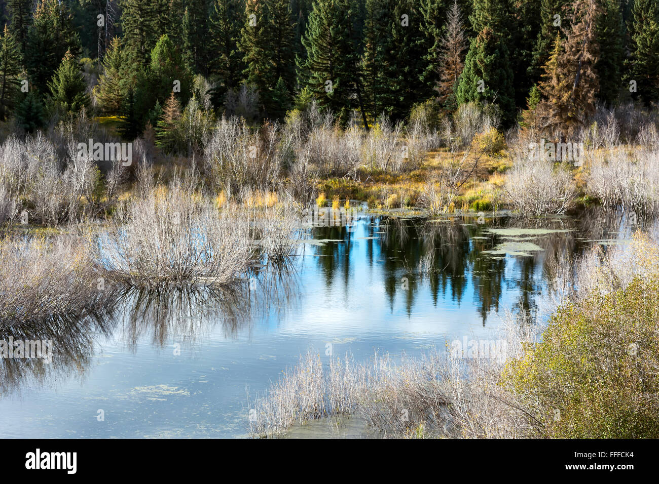 Moose ponds hi-res stock photography and images - Alamy