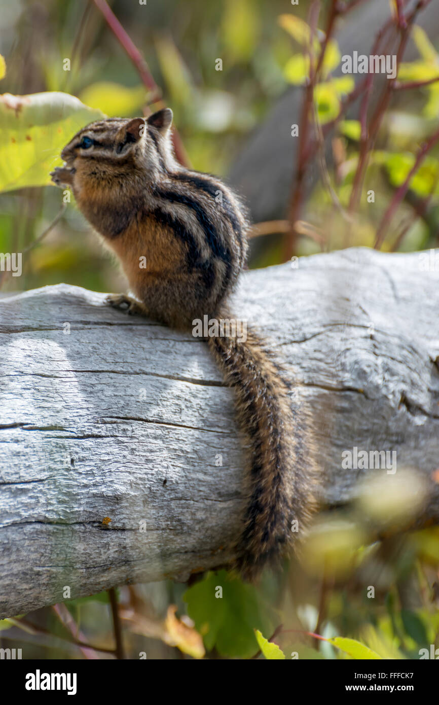 Uinta Chipmunk (Neotamias umbrinus fremonti Stock Photo - Alamy