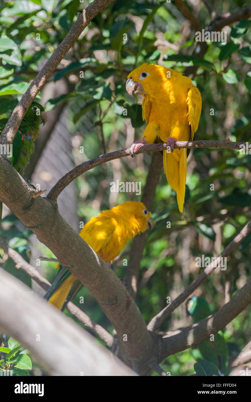 Golden parakeet hi-res stock photography and images - Alamy