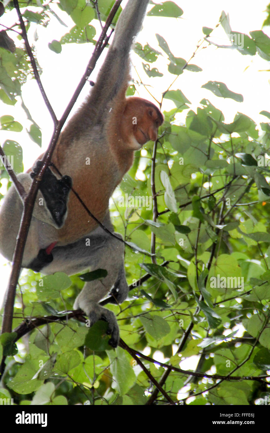 Proboscis Monkey, Bako National Park, Borneo, Malaysia Stock Photo - Alamy