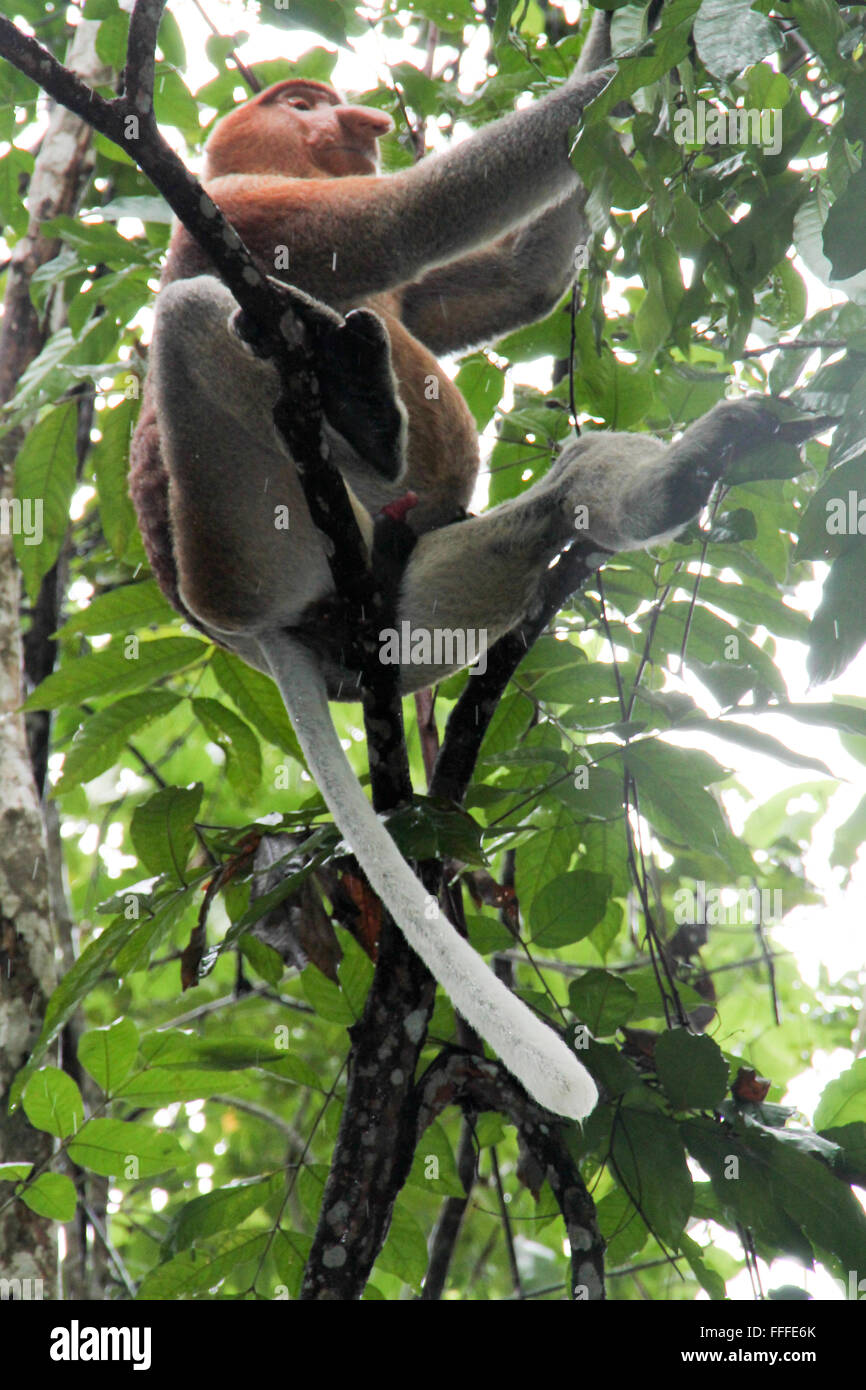 Proboscis Monkey, Bako National Park, Borneo, Malaysia Stock Photo - Alamy