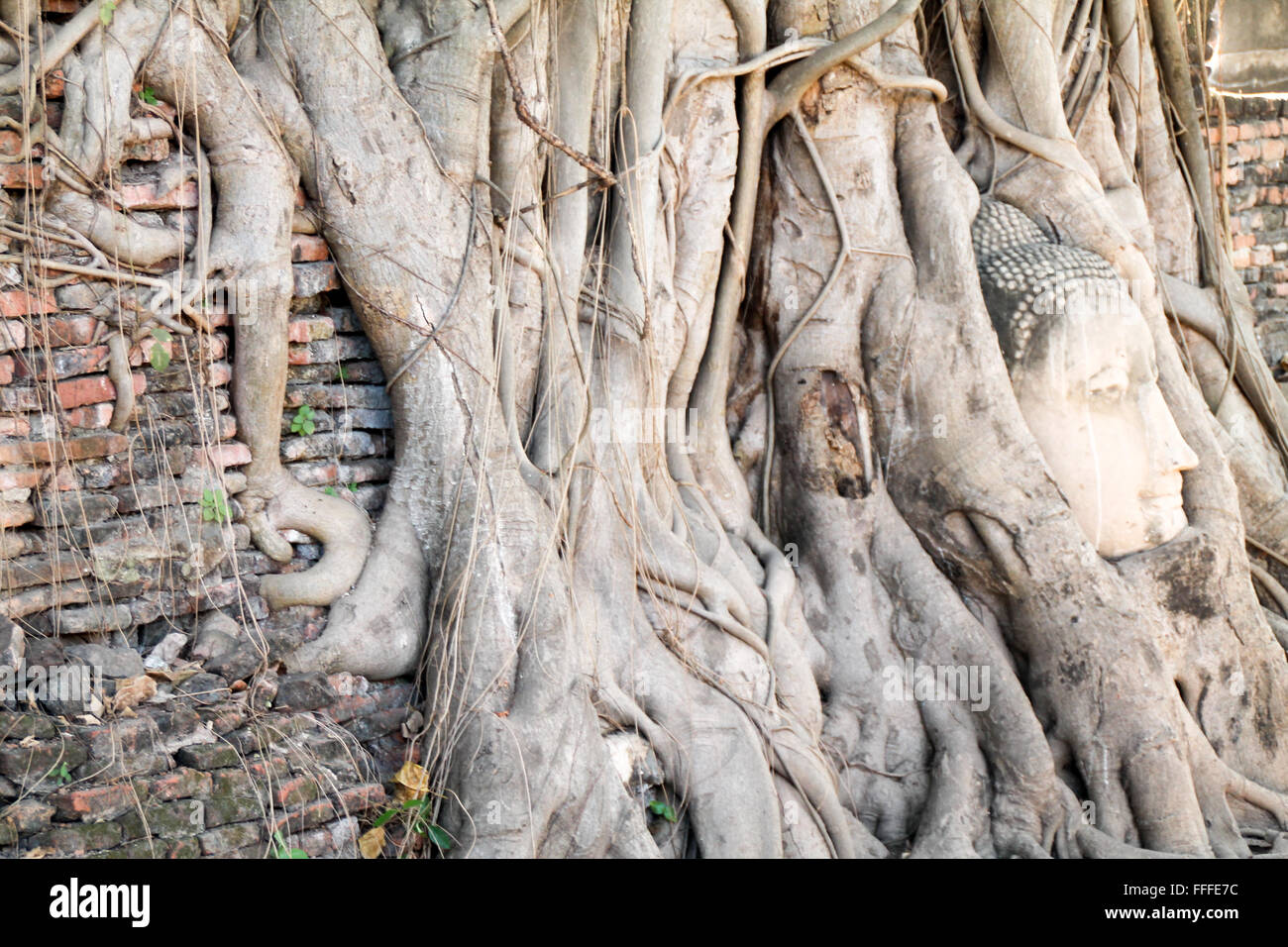 Buddha Head in Tree Roots, Wat Mahathat, Ayutthaya, Thailand Stock ...