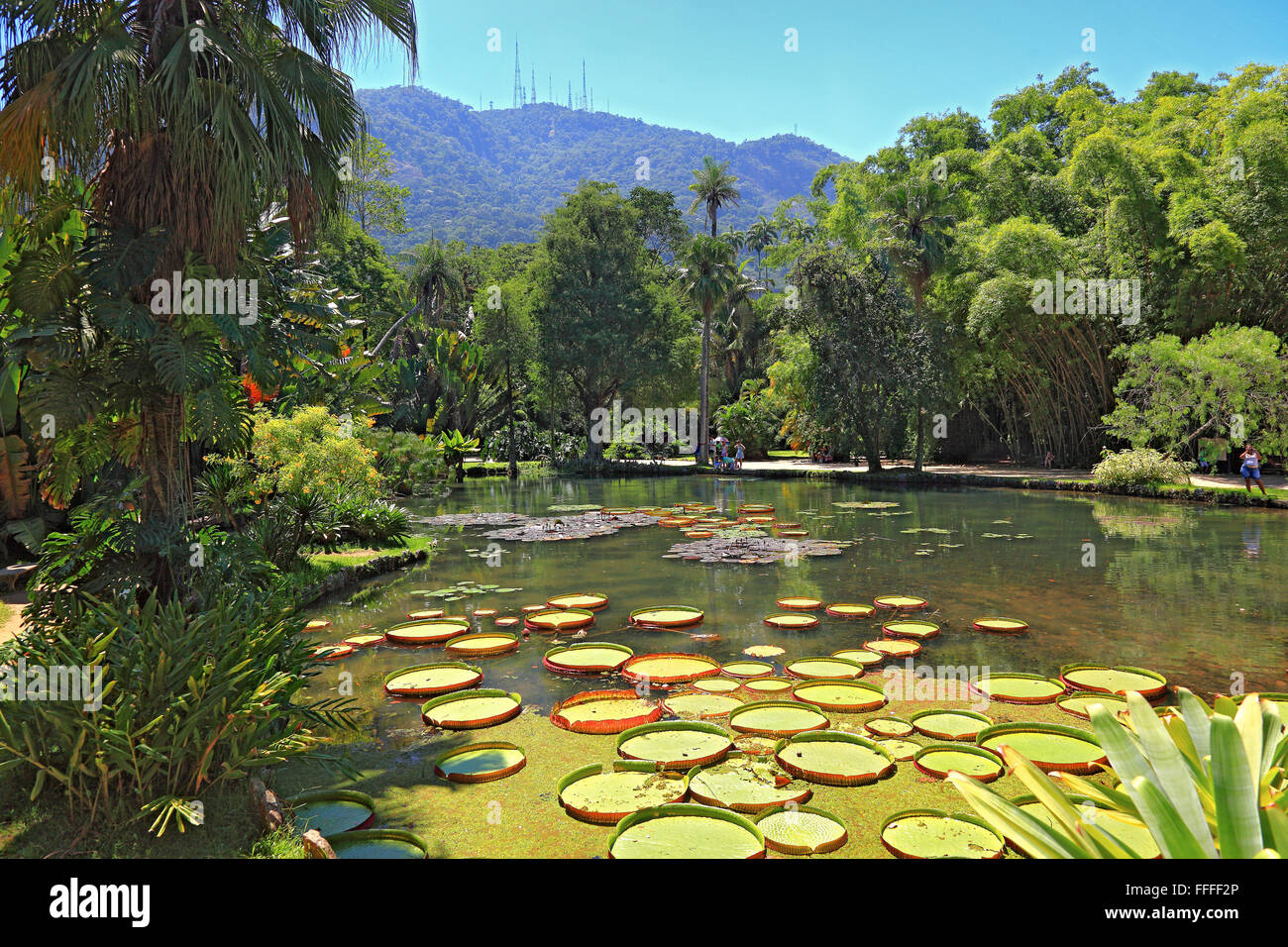 In the Botanical Garden of Rio de Janeiro, Brazil Stock Photo - Alamy