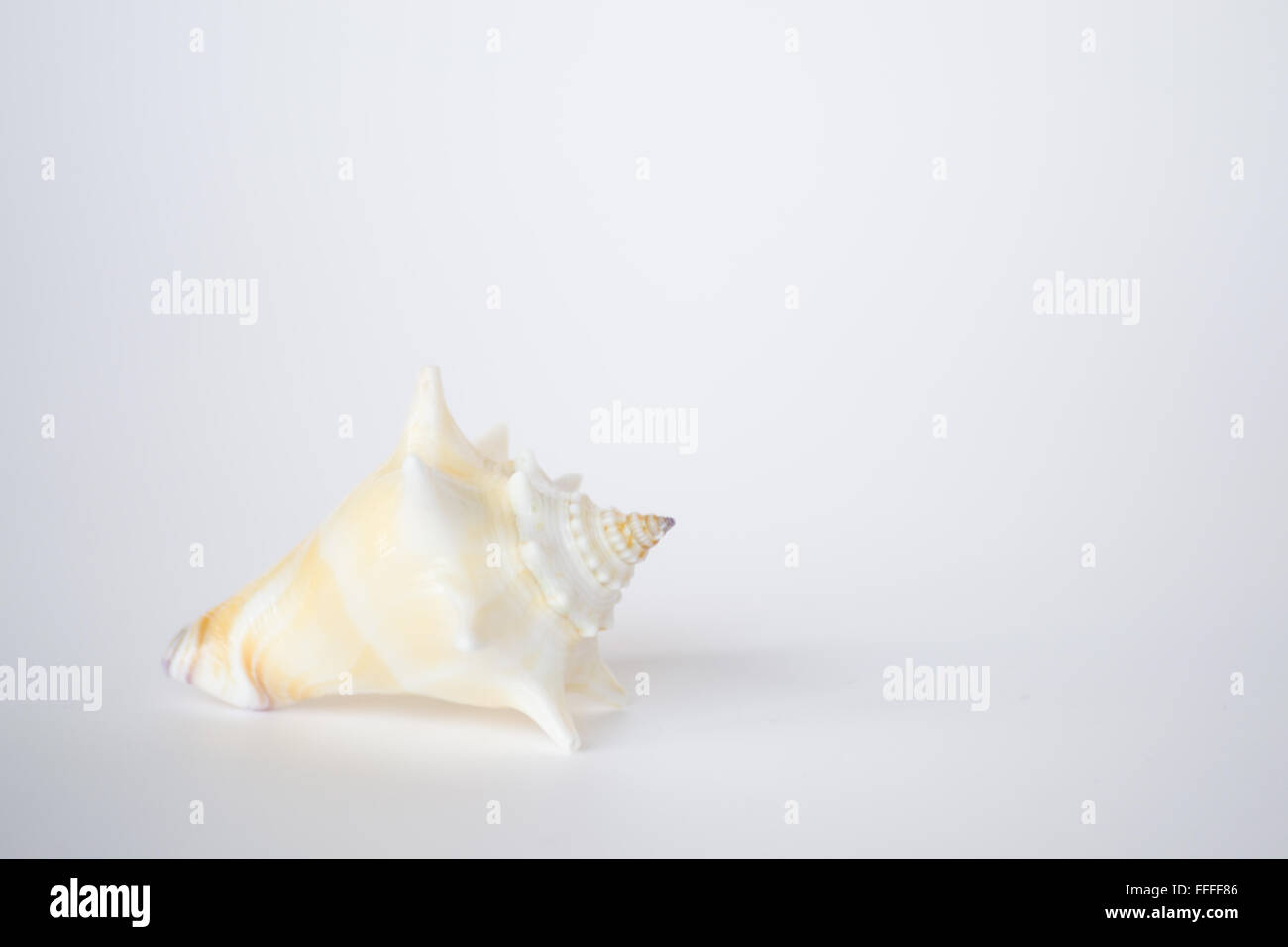Spiral sea shell collected in Varadero (Cuba Stock Photo - Alamy