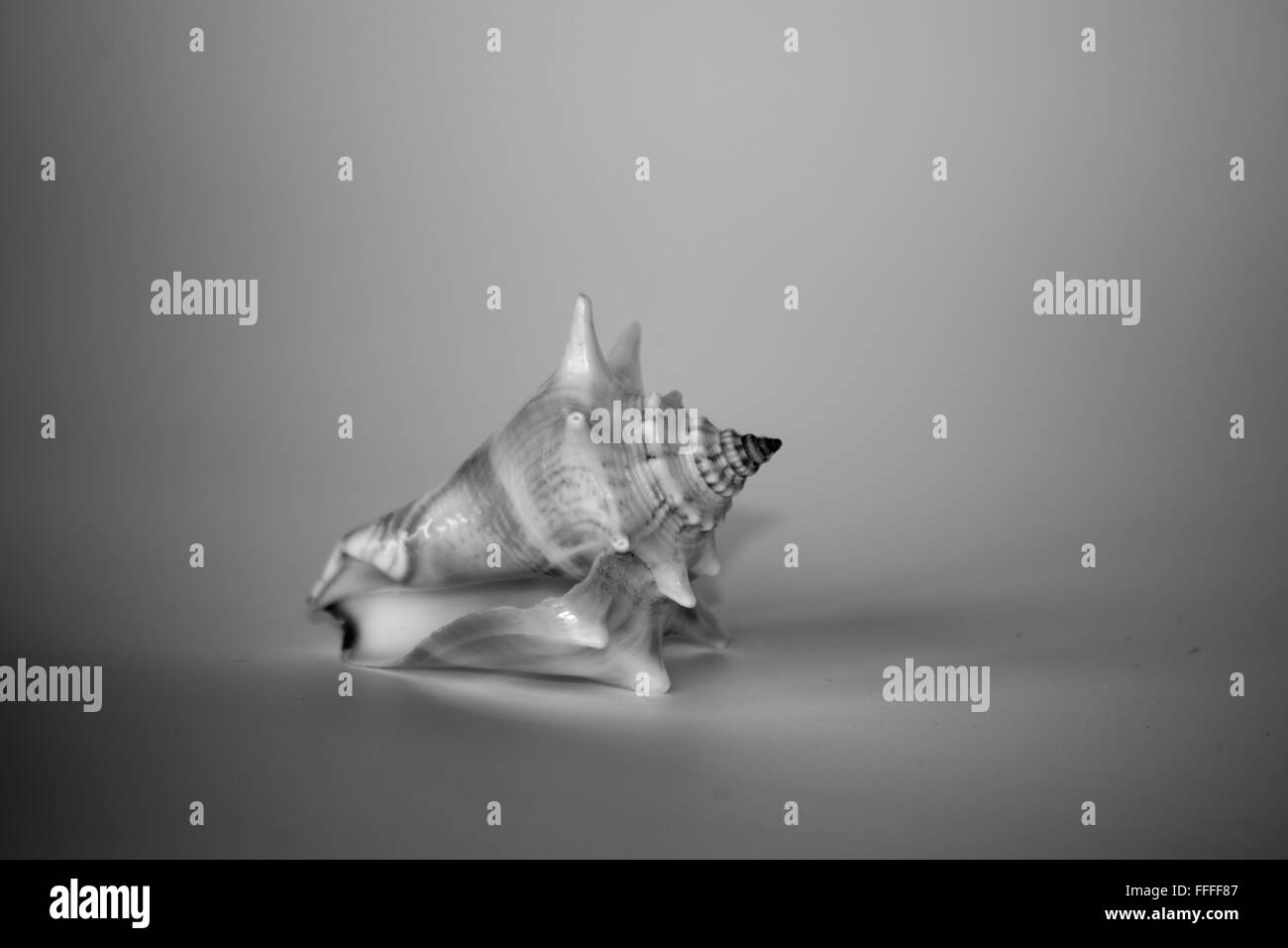 Spiral sea shell collected in Varadero (Cuba Stock Photo - Alamy