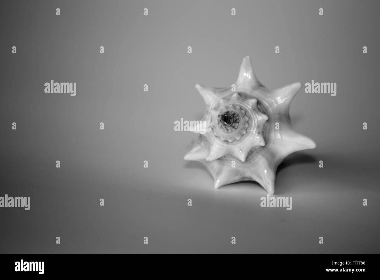 Spiral sea shell collected in Varadero (Cuba Stock Photo - Alamy