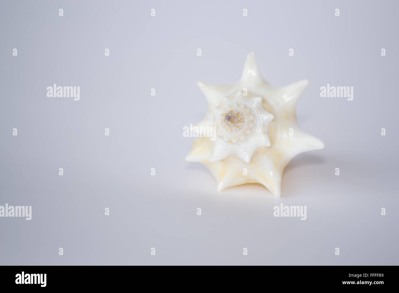 Spiral sea shell collected in Varadero (Cuba Stock Photo - Alamy