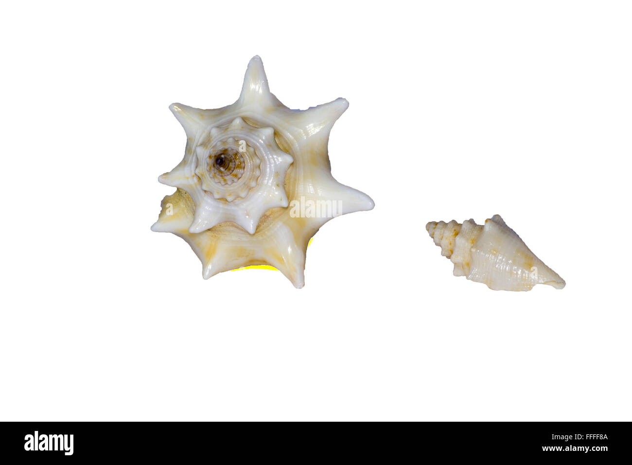 Spiral sea shell collected in Varadero (Cuba Stock Photo - Alamy