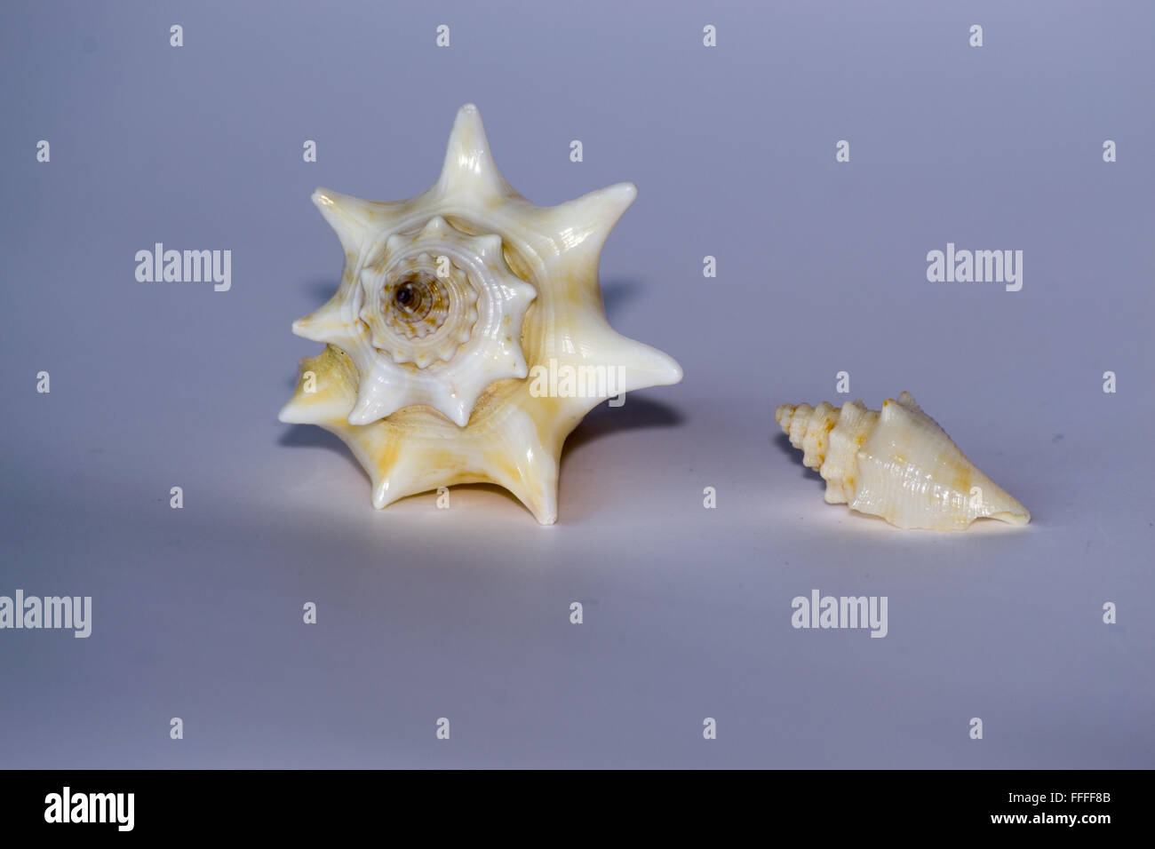 Spiral sea shell collected in Varadero (Cuba Stock Photo - Alamy