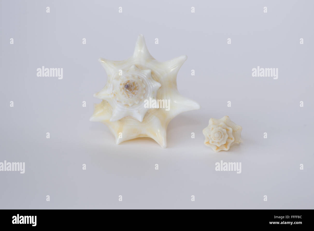 Spiral sea shell collected in Varadero (Cuba Stock Photo - Alamy