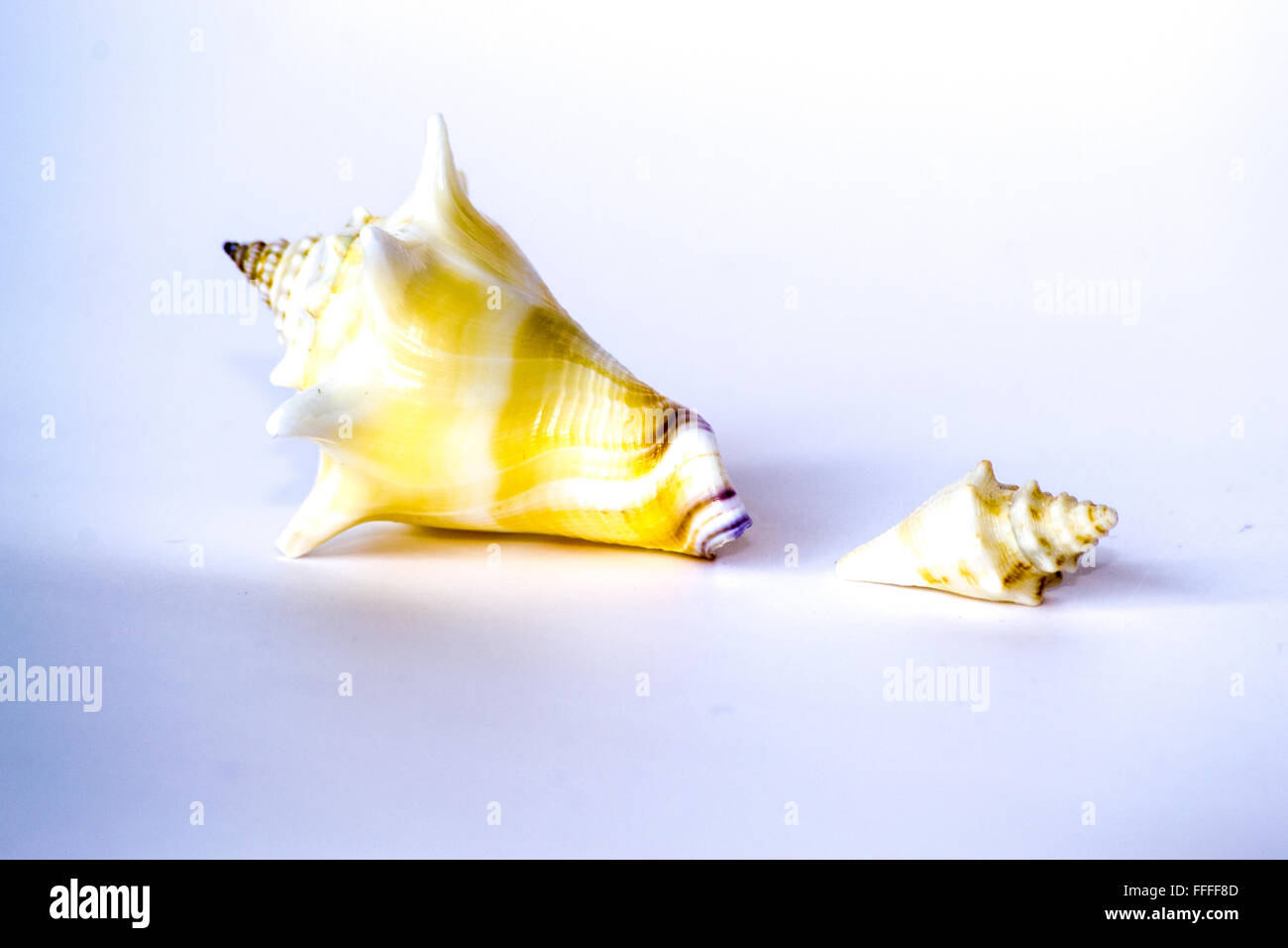 Spiral sea shell collected in Varadero (Cuba Stock Photo - Alamy