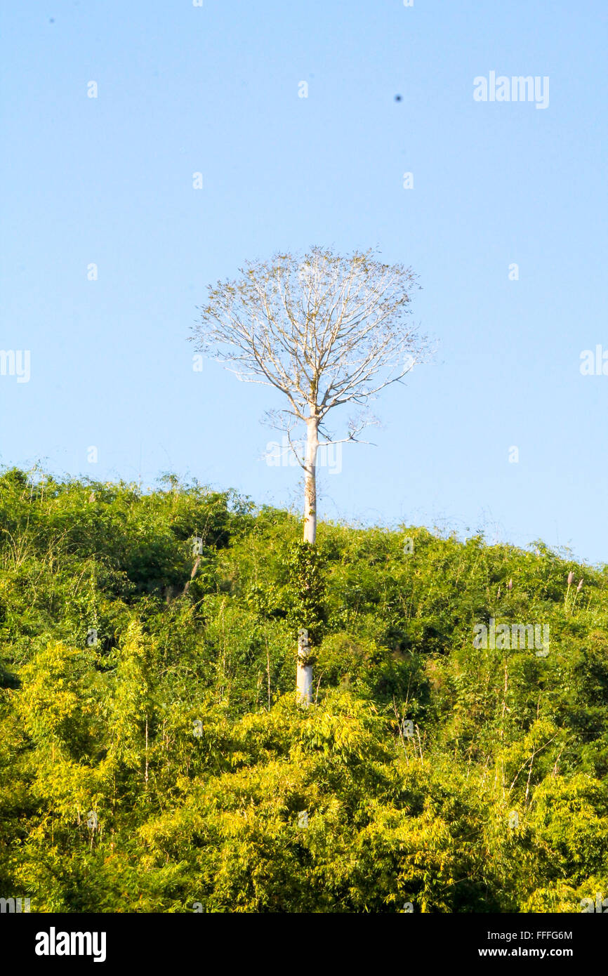 Large lonely tree among dense forest. Laos Stock Photo - Alamy