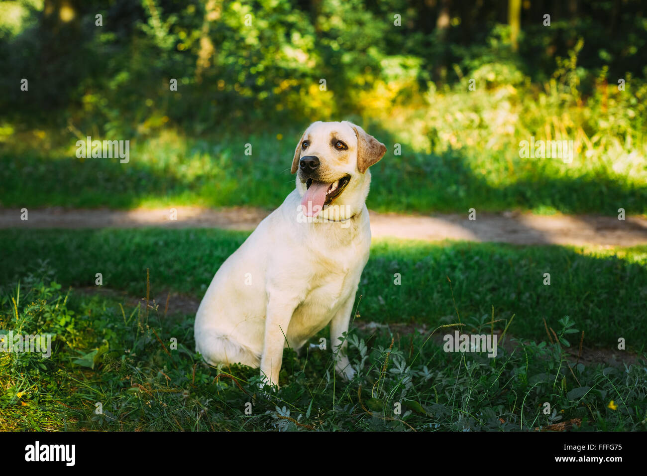 White Labrador Retriever Dog Sitting In Green Grass, Forest Park Stock ...