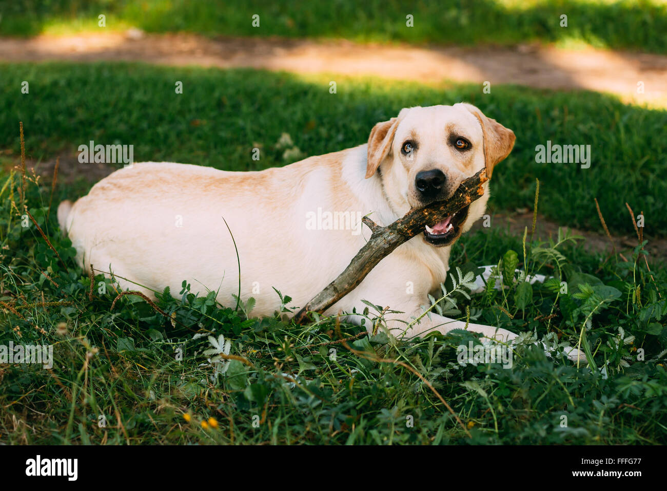 Labrador retriever sitting on grass hi-res stock photography and images ...