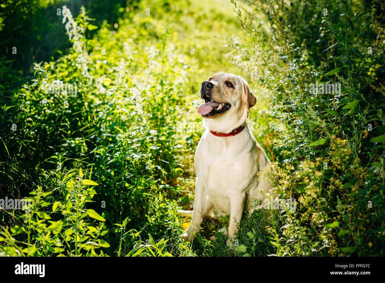 Happy White Labrador Retriever Dog Sitting In Grass, Forest Park ...