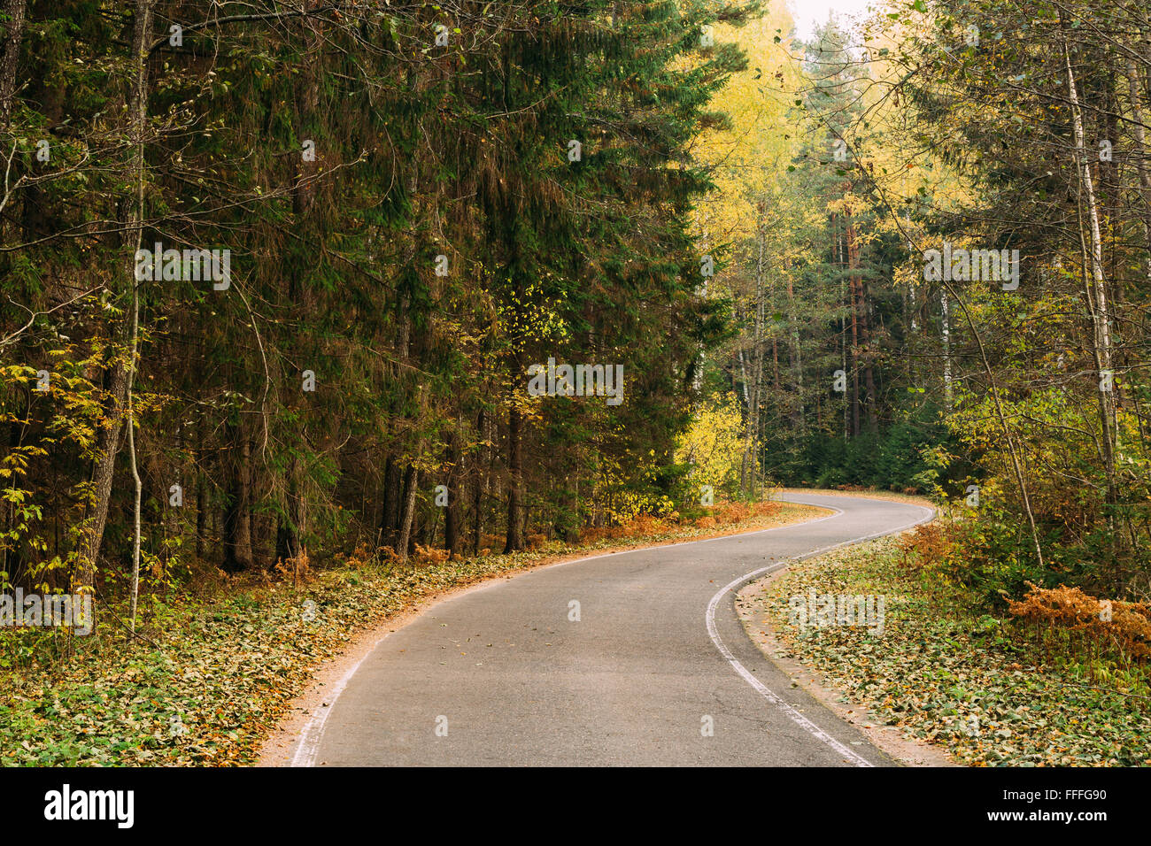 Road path walkway through autumn forest Stock Photo - Alamy