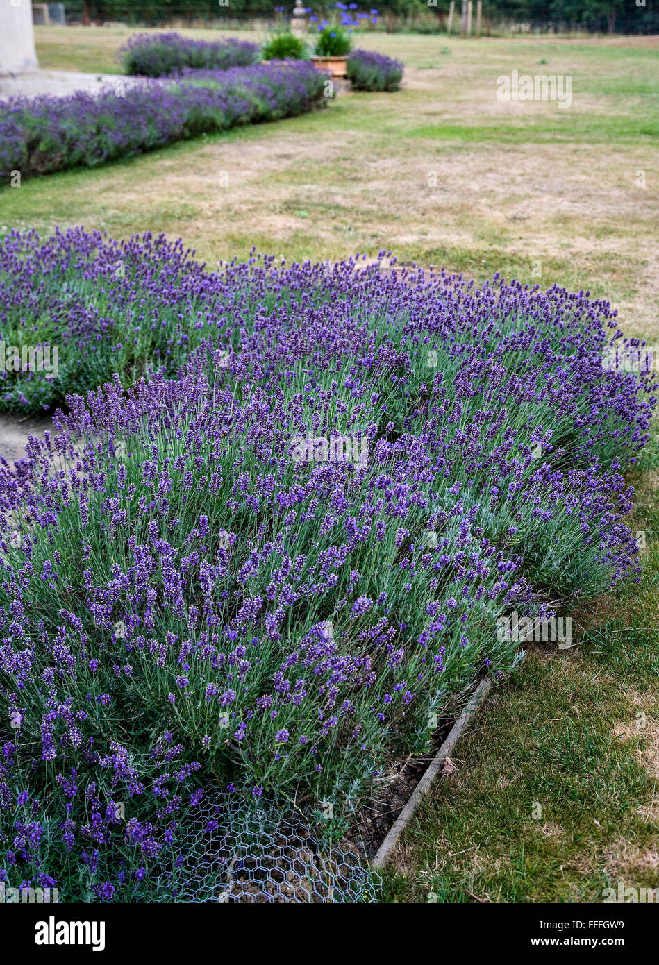 Lavender bed in a garden Stock Photo - Alamy