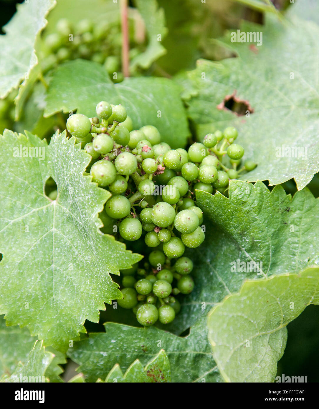 Wine grapes growing on a vine Stock Photo - Alamy