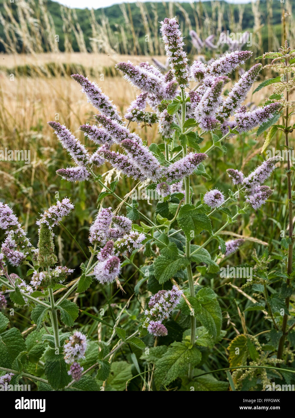 Wild mint growing wild in a Sussex country lane Stock Photo - Alamy
