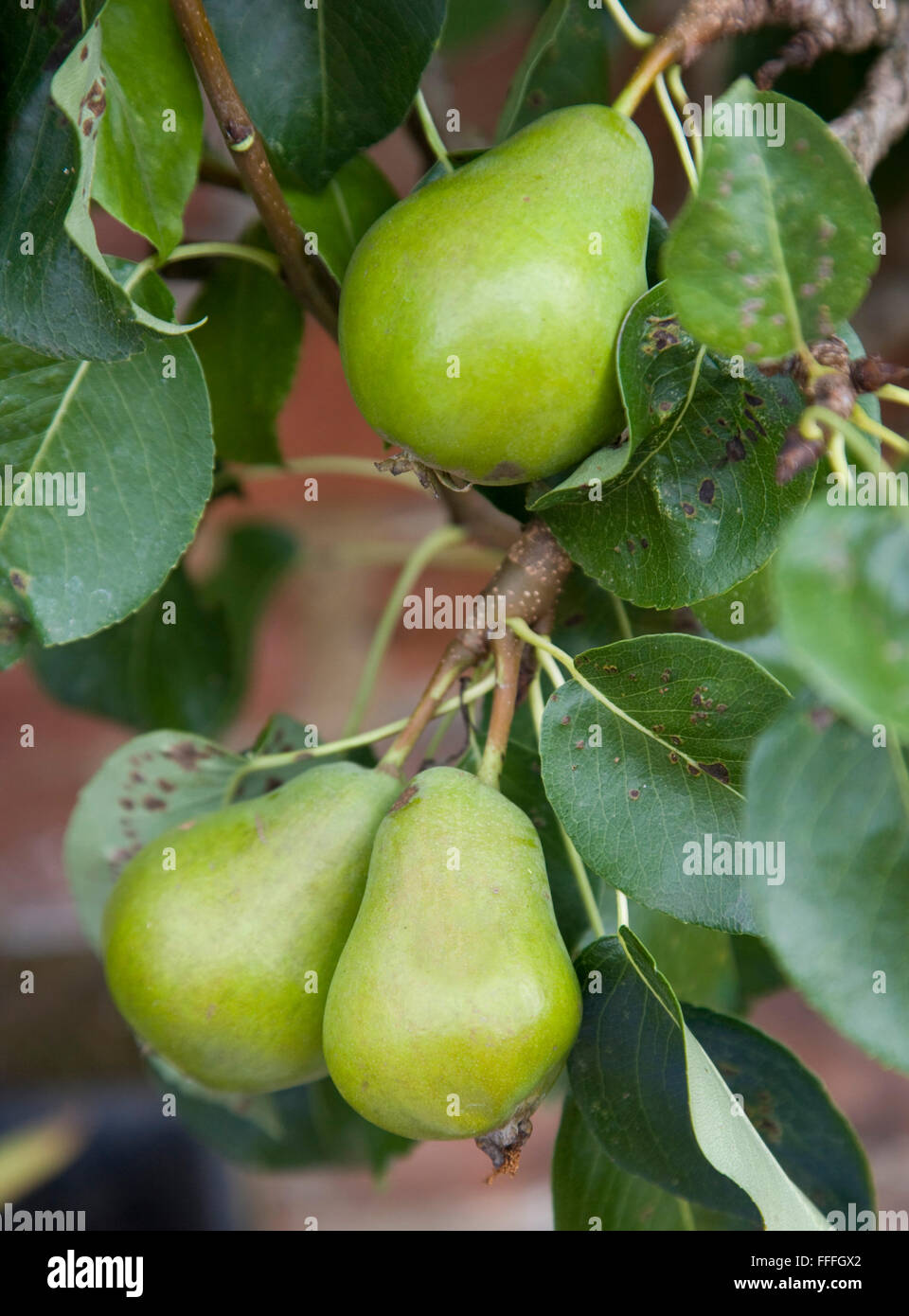 Orchard pears uk hi-res stock photography and images - Alamy