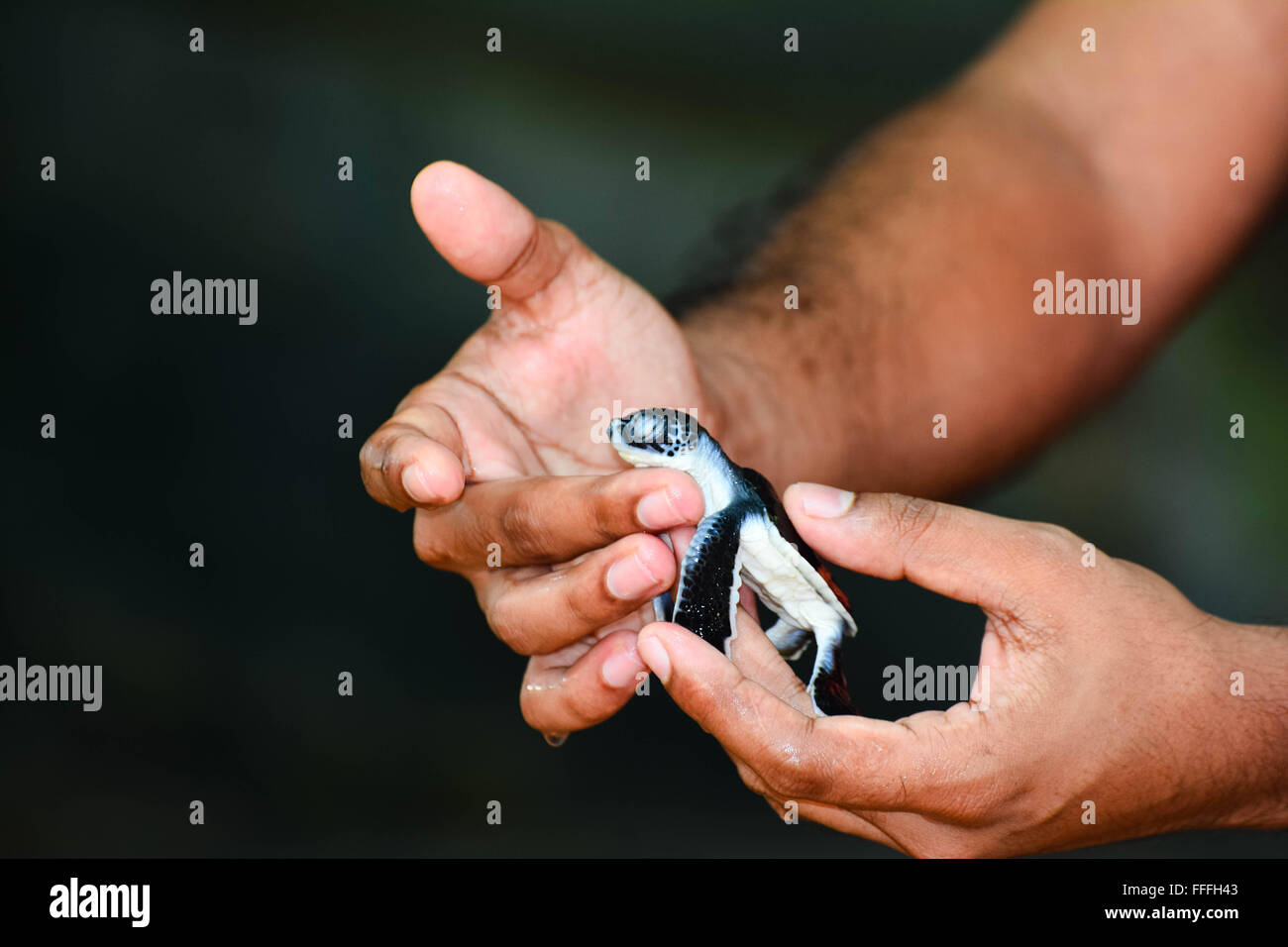 Small Sea Turtle On Hand In Kosgoda Sea Turtle Conservation Project ...
