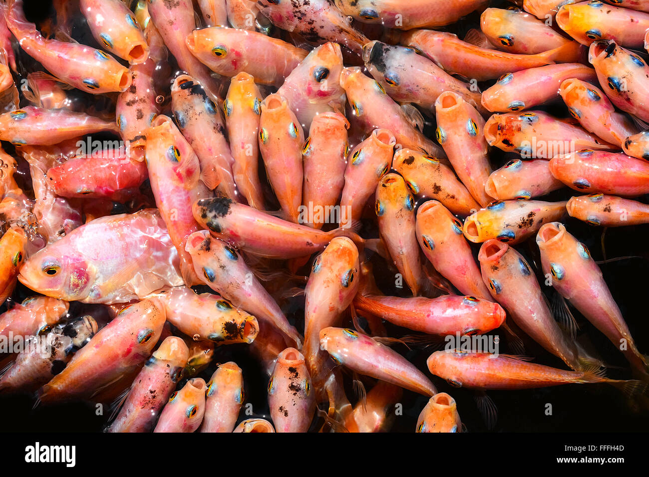 Wild river fish in aquarium hi-res stock photography and images - Alamy