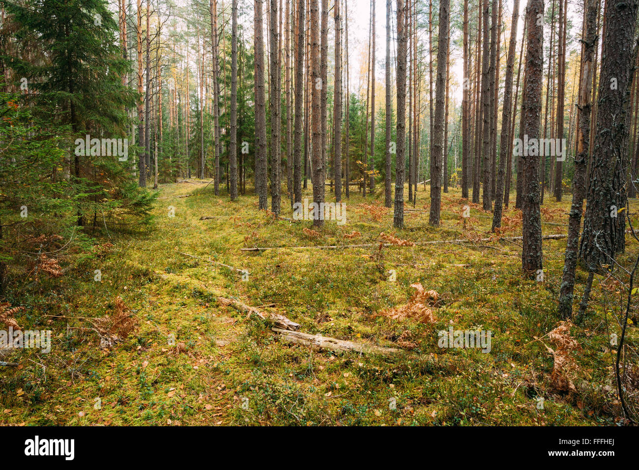 Path, pathway, way in wild autumn coniferous forest reserve. Nature of ...