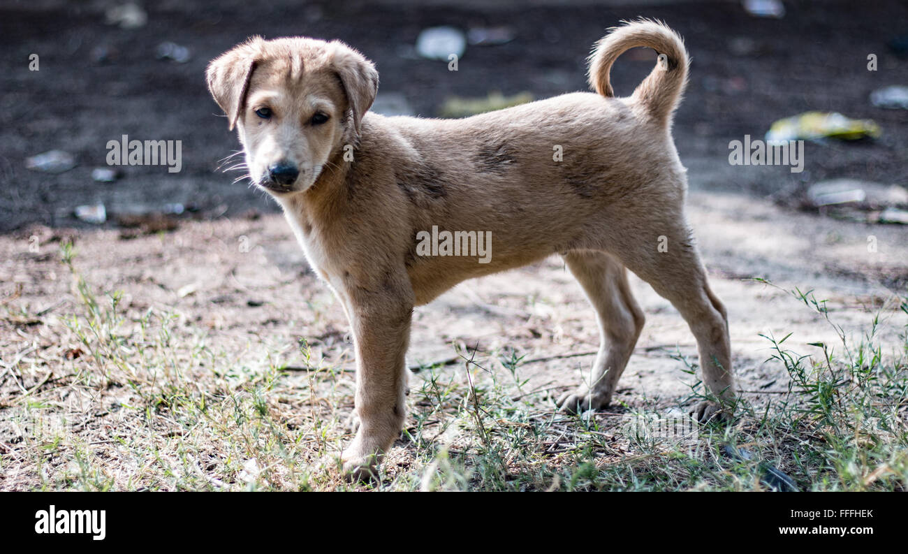 loved puppy soon to be left out dog Stock Photo - Alamy