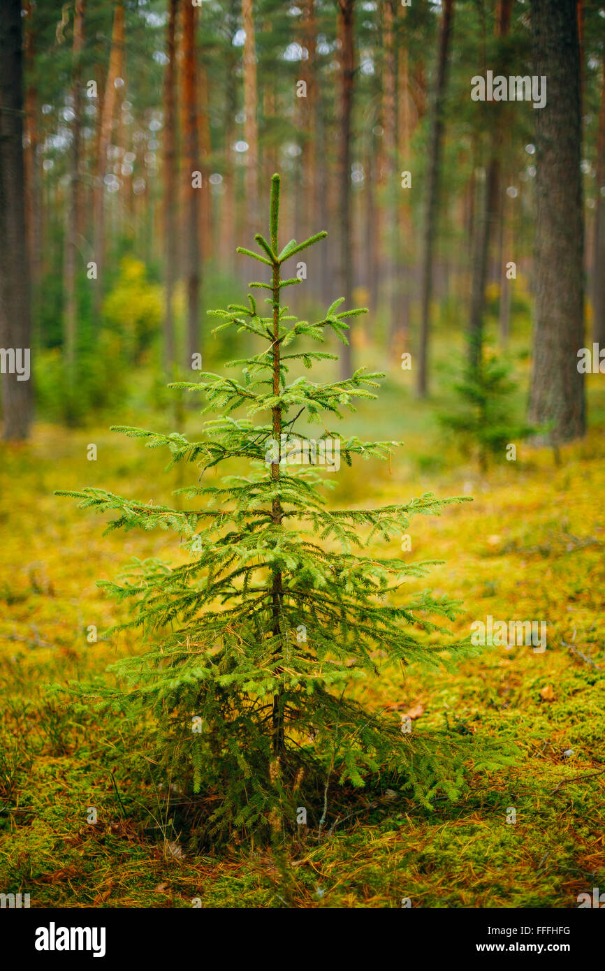 Small fir plant hi-res stock photography and images - Alamy
