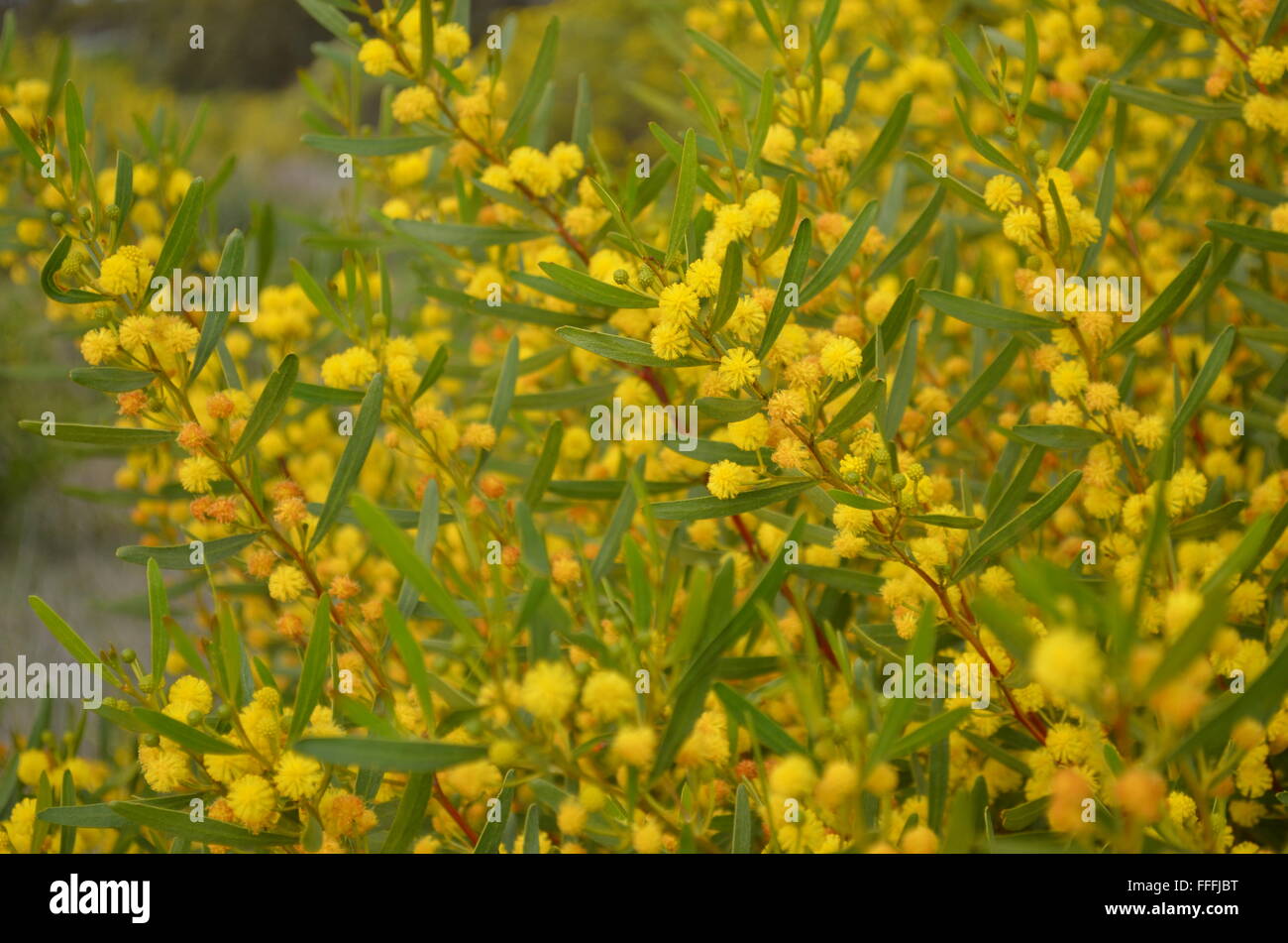 Yellow costal wattle shrub Stock Photo - Alamy