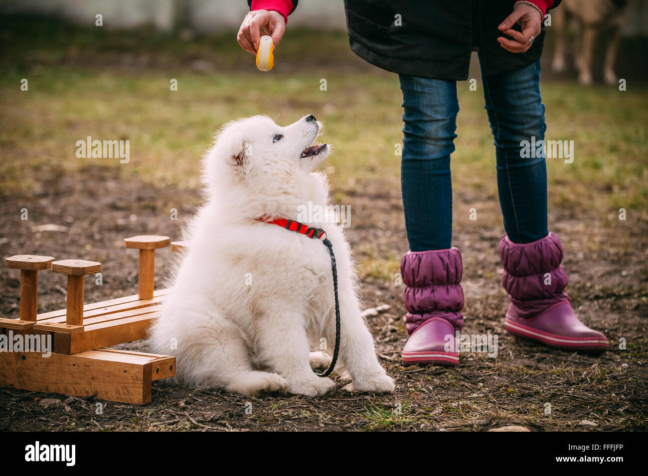 Samoyed Puppy Stock Photos & Samoyed Puppy Stock Images - Alamy